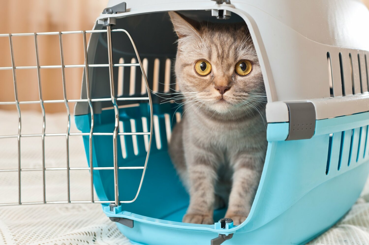 Rules for transporting animals🐱🐶What pet owners need to know